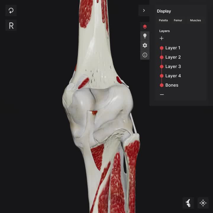 Anatomy And Biomechanics Hip Joint Anatomy And Biomechanics
